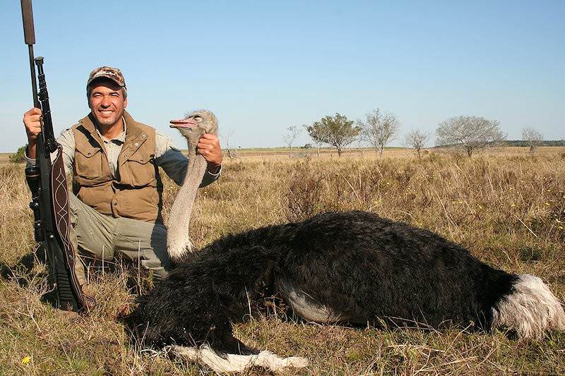 Trophy Hunting the Ostrich in South Africa - ASH Adventures